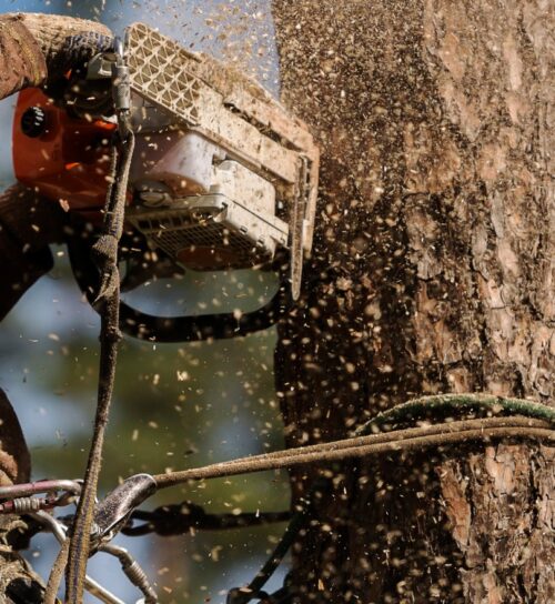 Tree Services in Pulaski, VA | We Offer Free Estimates